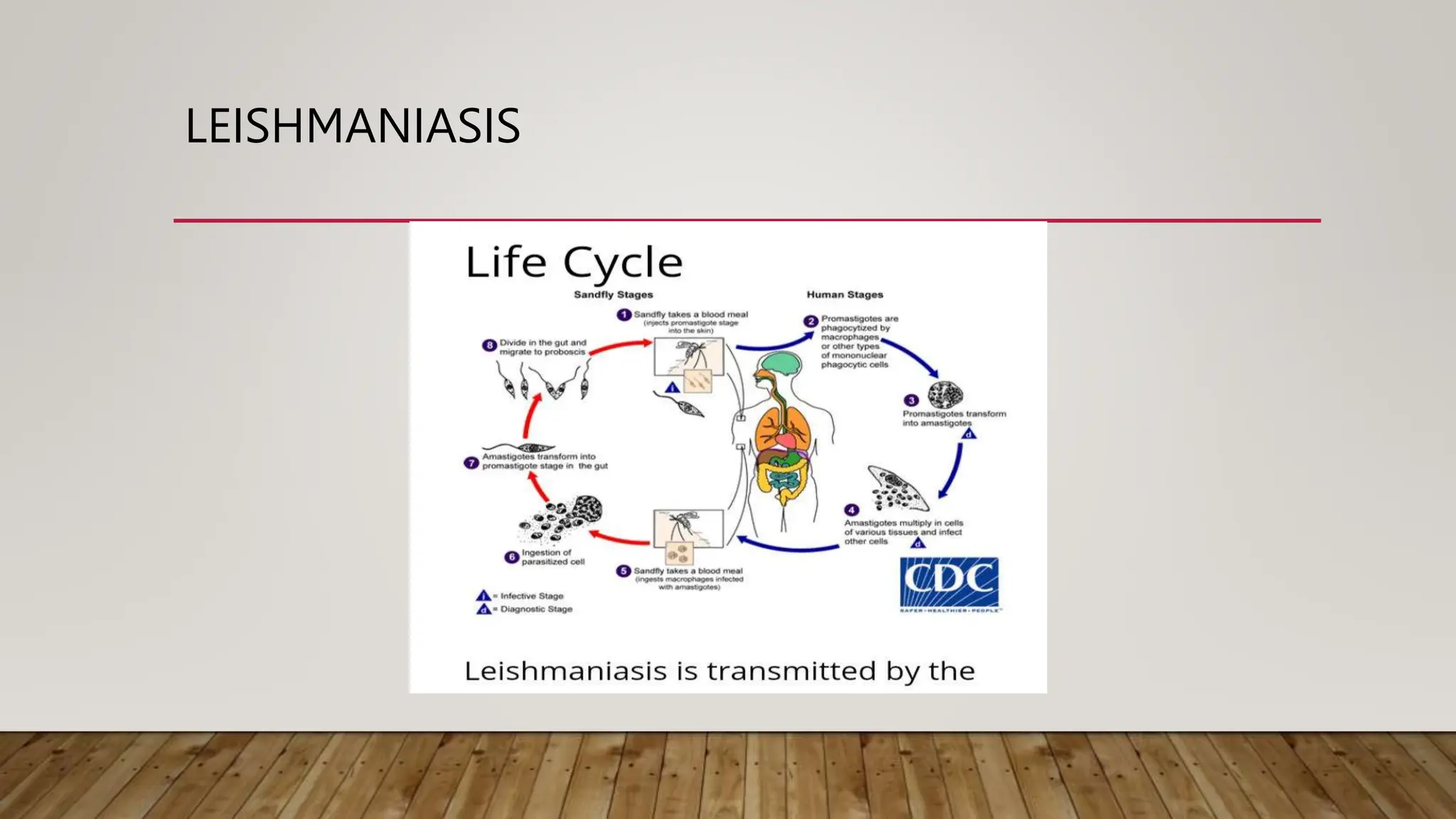 life cycles.pptx ; radiation oncology pg | PPTX | Infectious Diseases ...
