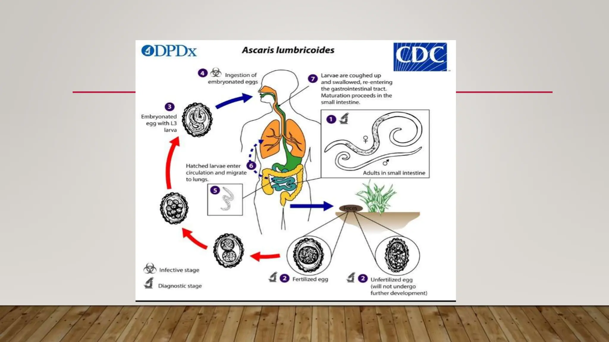 life cycles.pptx ; radiation oncology pg | PPTX | Infectious Diseases ...