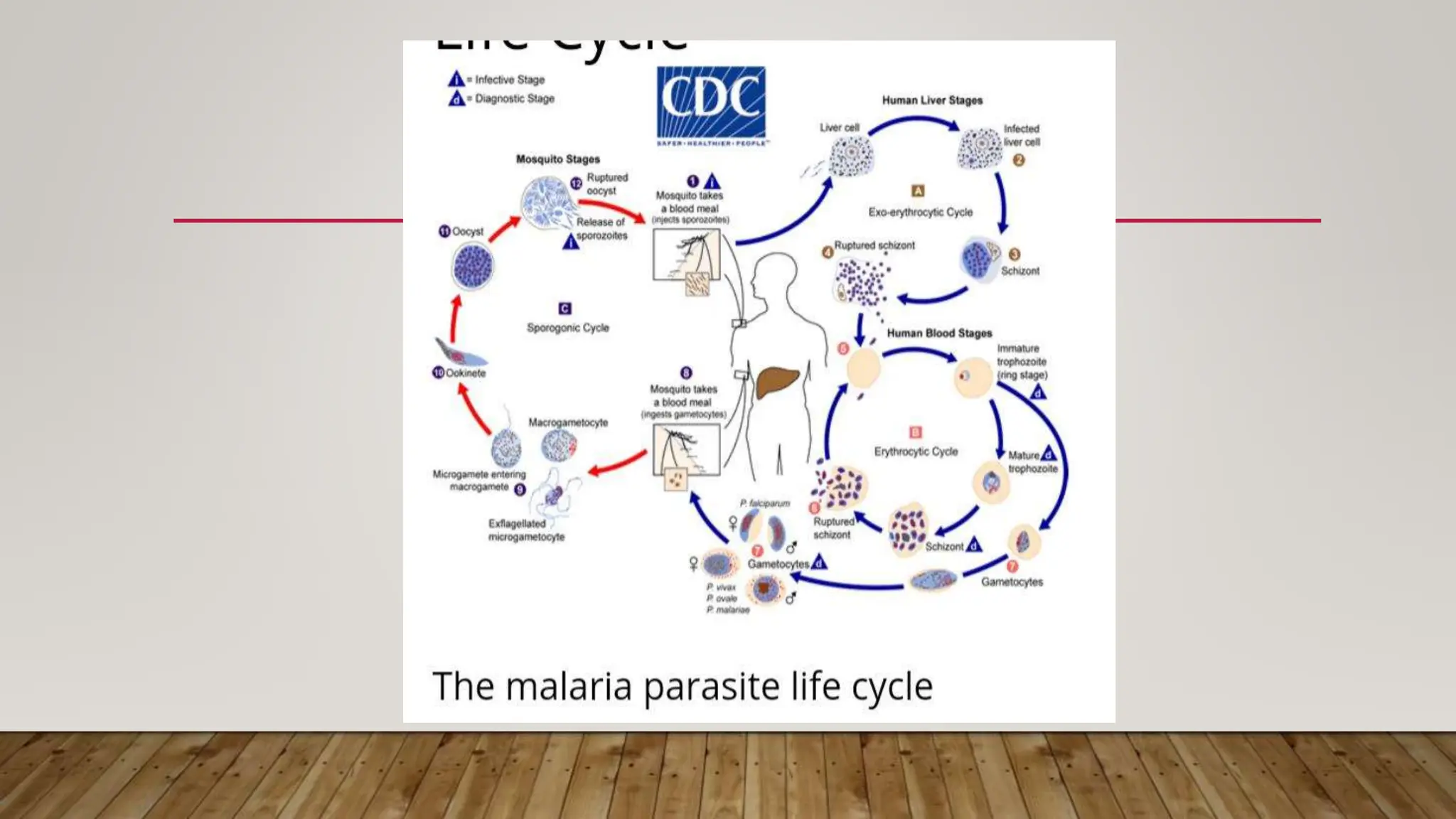 life cycles.pptx ; radiation oncology pg | PPTX | Infectious Diseases ...