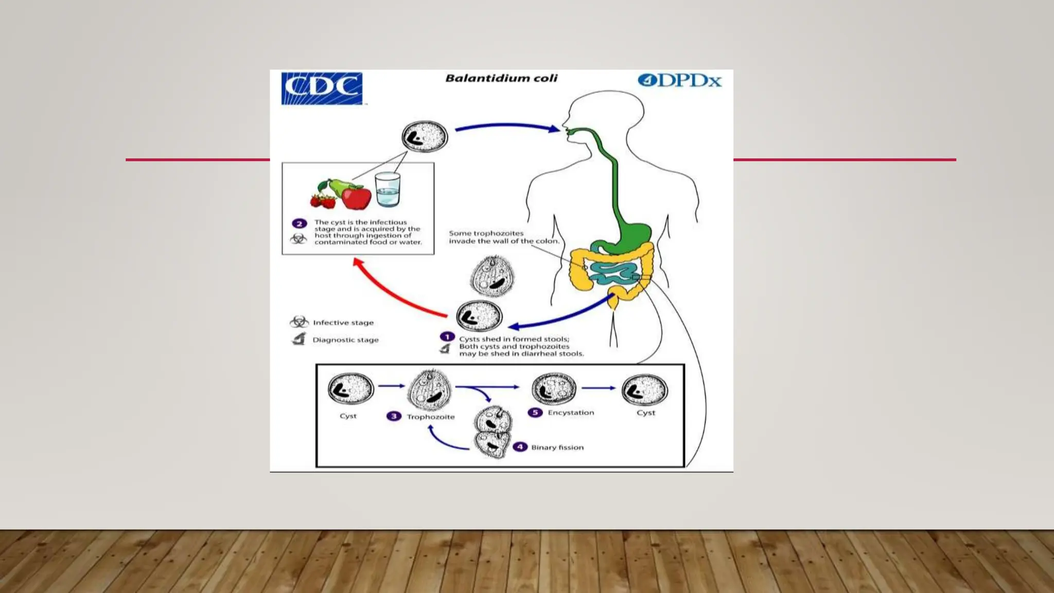 life cycles.pptx ; radiation oncology pg | PPTX | Infectious Diseases ...