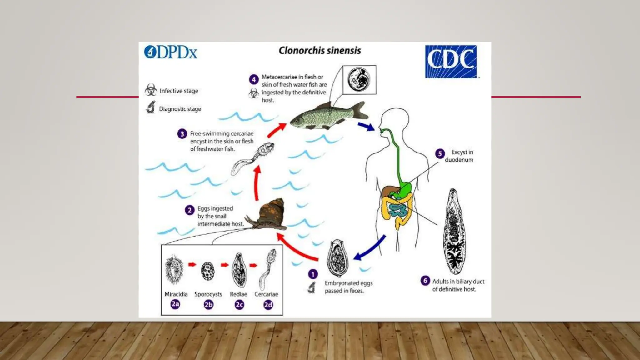 life cycles.pptx ; radiation oncology pg | PPTX | Infectious Diseases ...