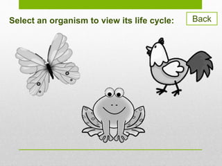 Life Cycles- Interactive Powerpoint | PPT