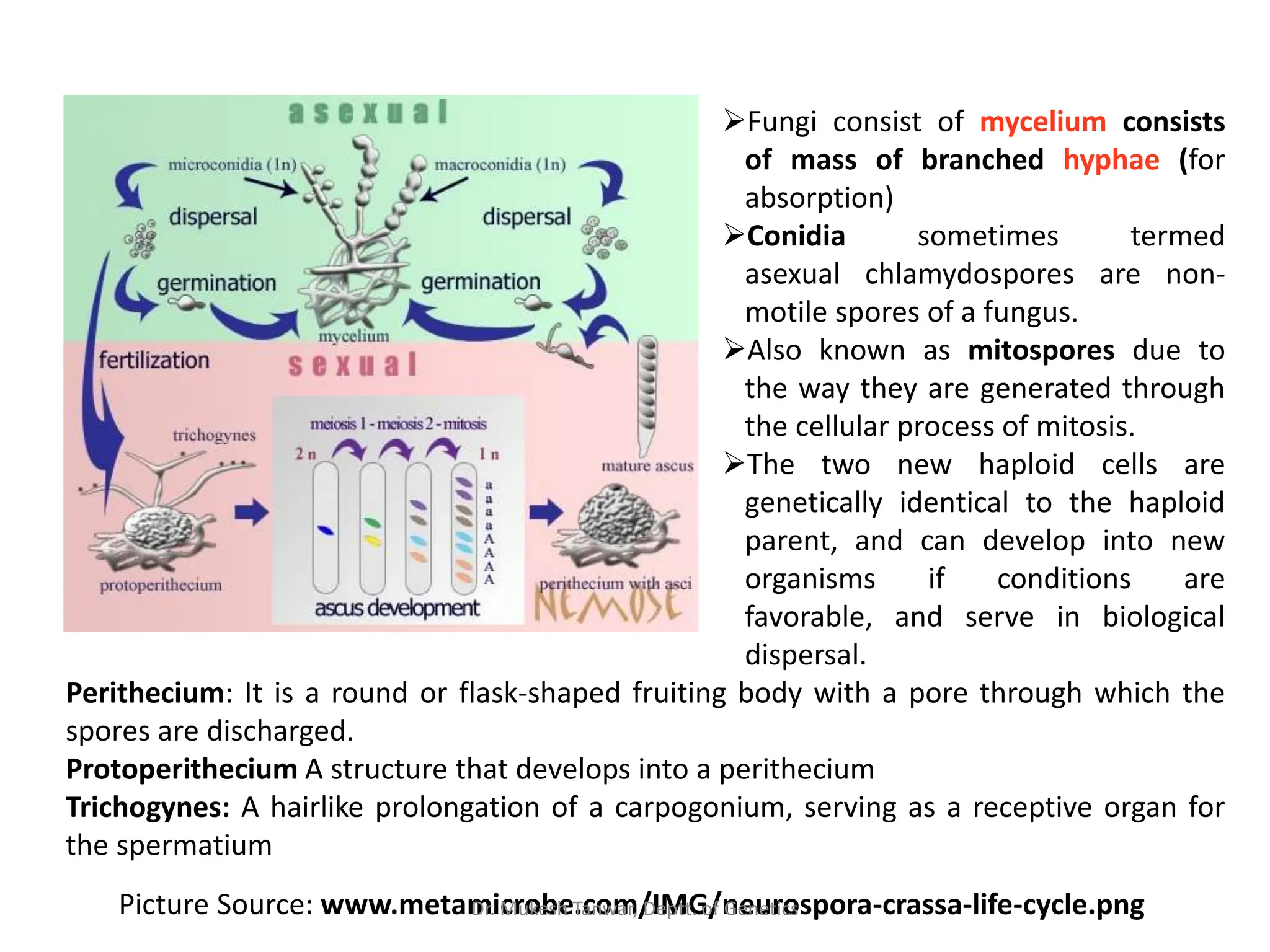 Life Cycles-Model Genetic Organisms Feb 2021.pptx