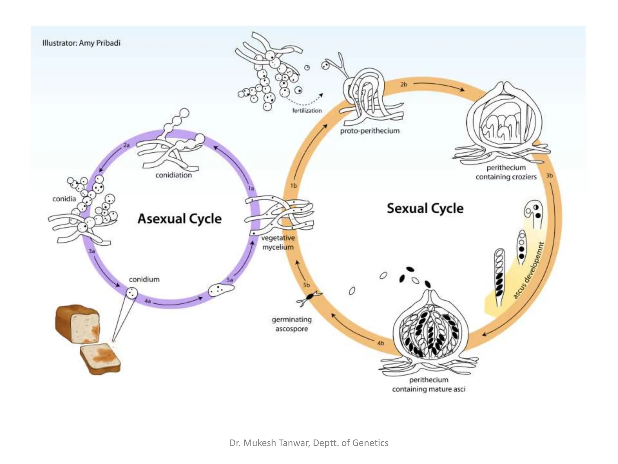 Life Cycles-Model Genetic Organisms Feb 2021.pptx