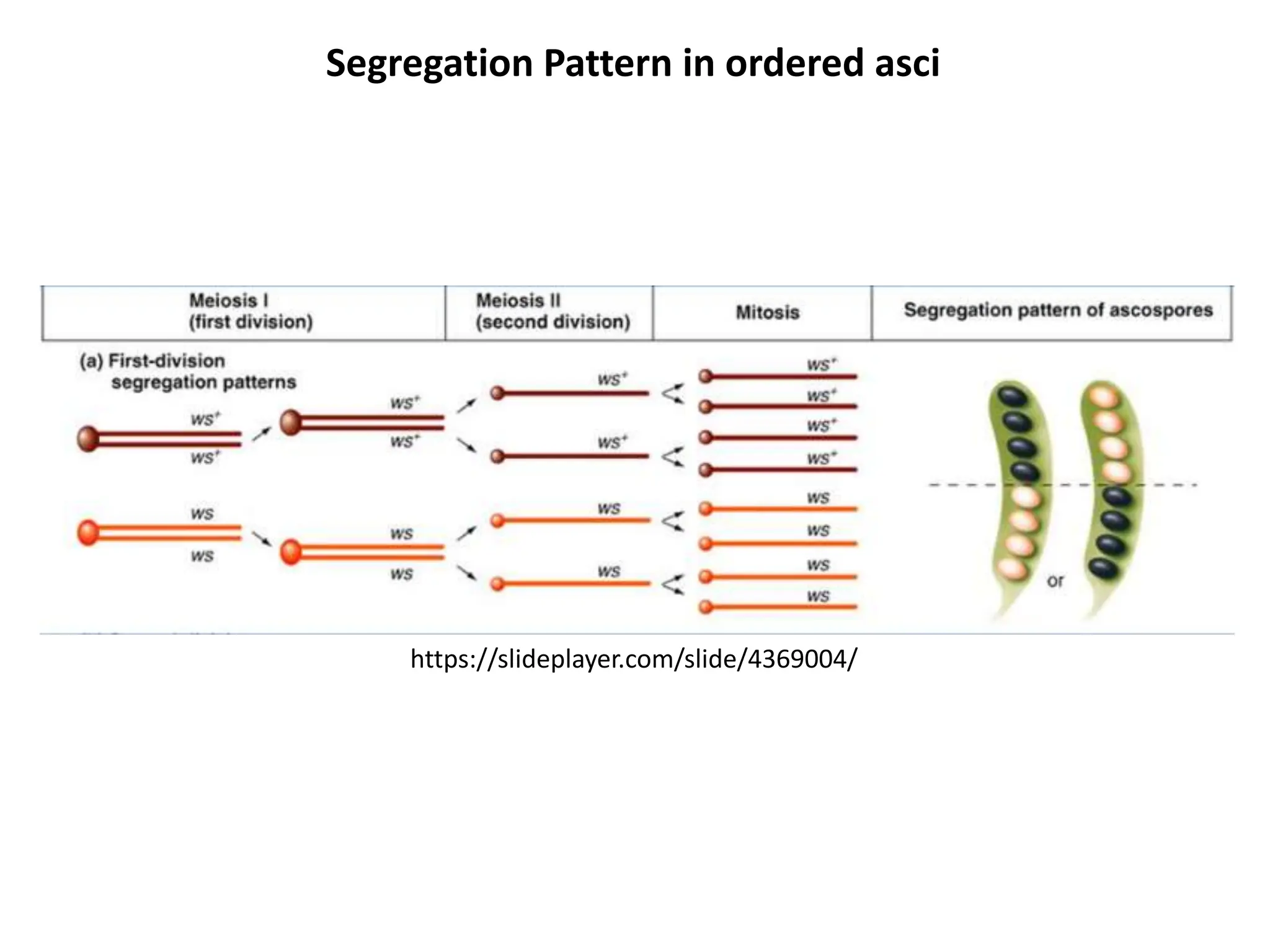 Life Cycles-Model Genetic Organisms Feb 2021.pptx
