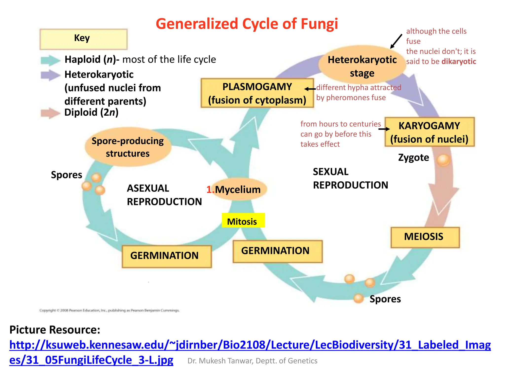Life Cycles-Model Genetic Organisms Feb 2021.pptx