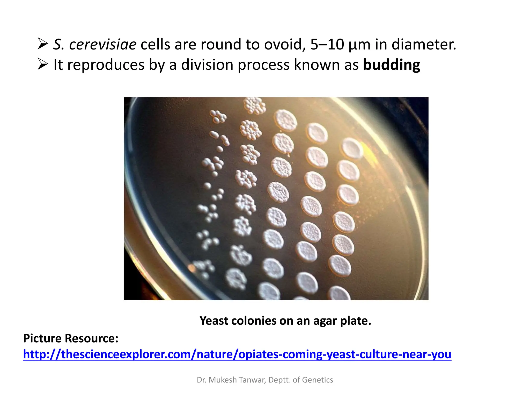 Life Cycles-Model Genetic Organisms Feb 2021.pptx