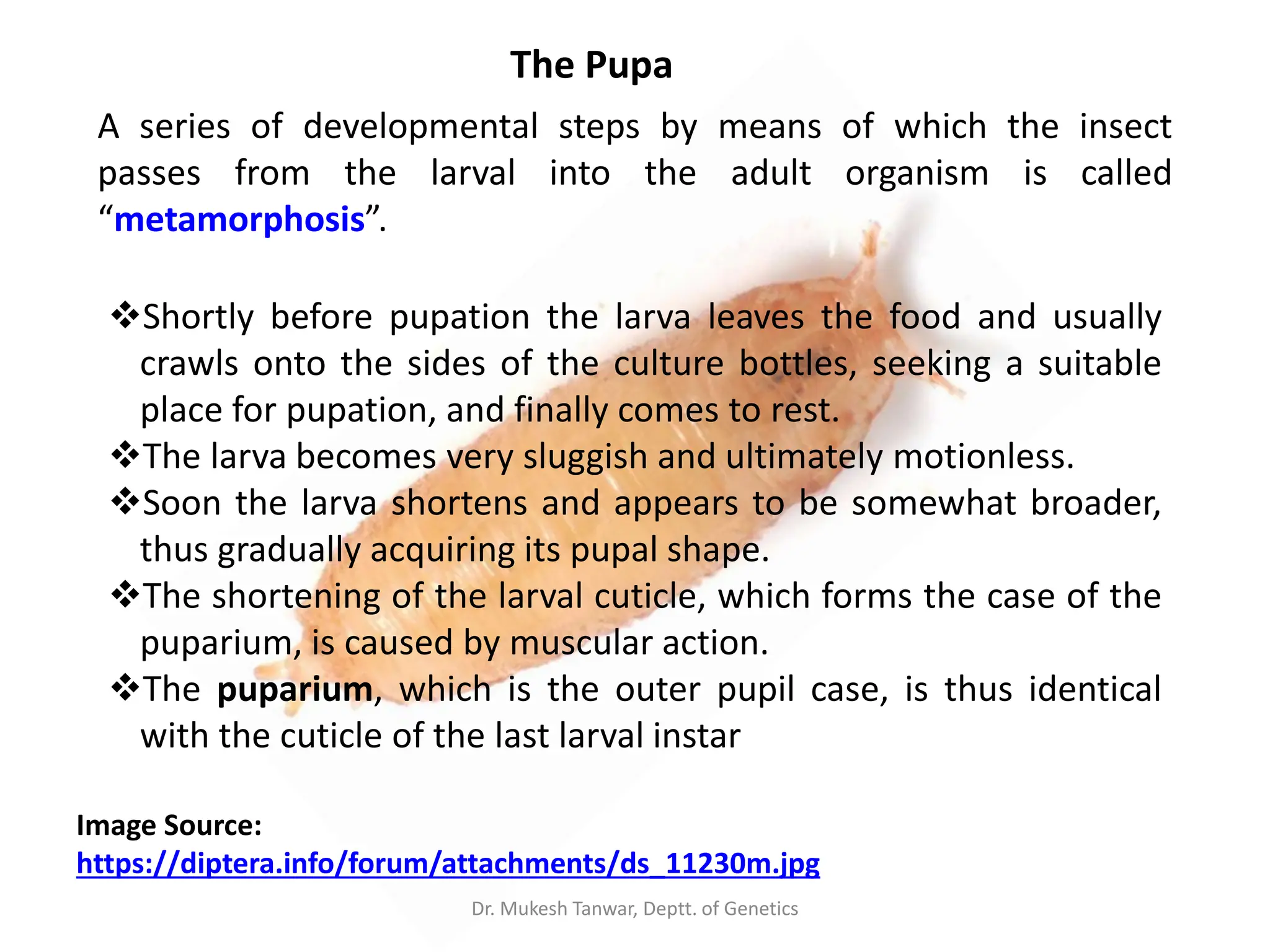 Life Cycles-Model Genetic Organisms Feb 2021.pptx