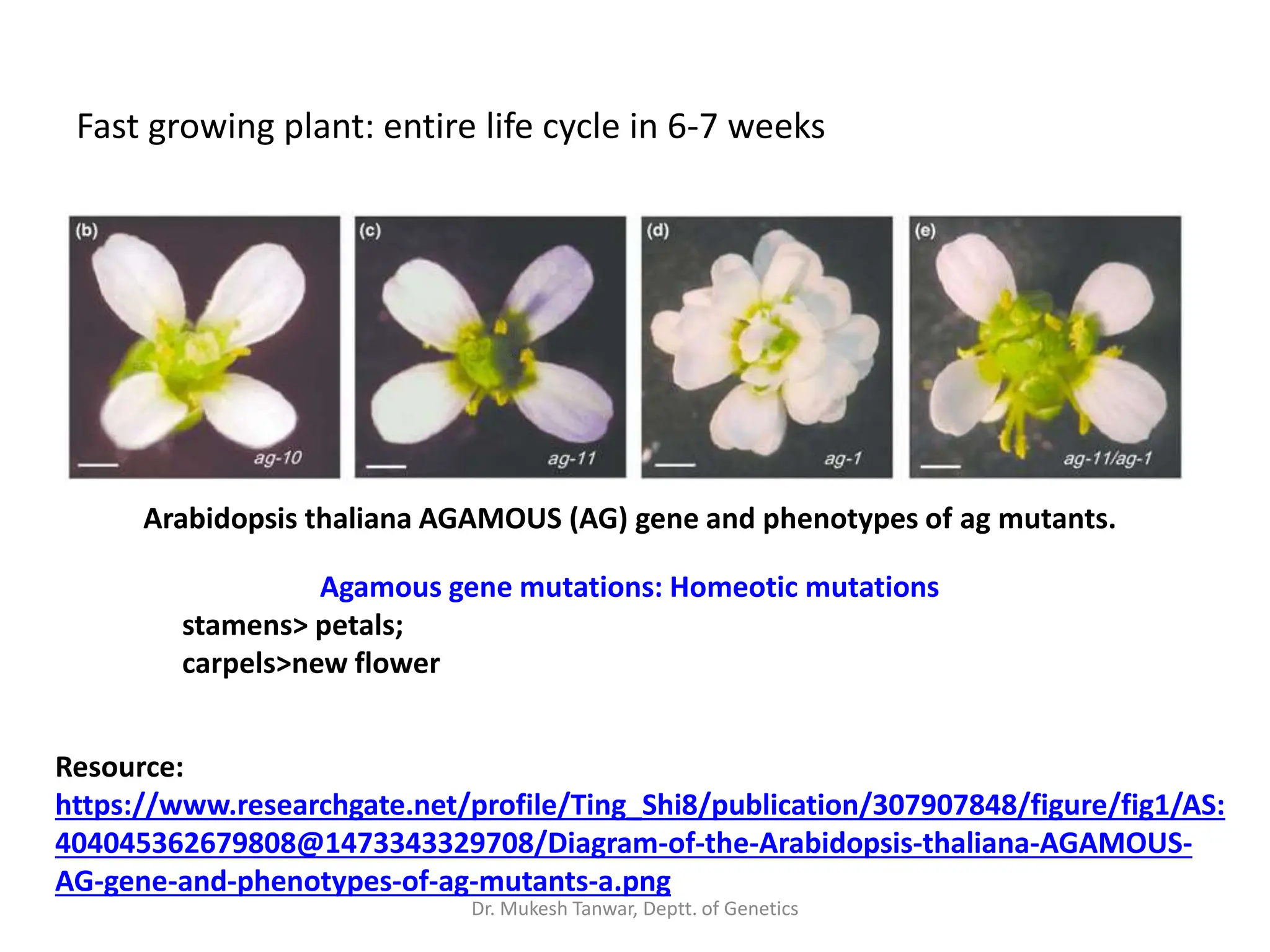 Life Cycles-Model Genetic Organisms Feb 2021.pptx