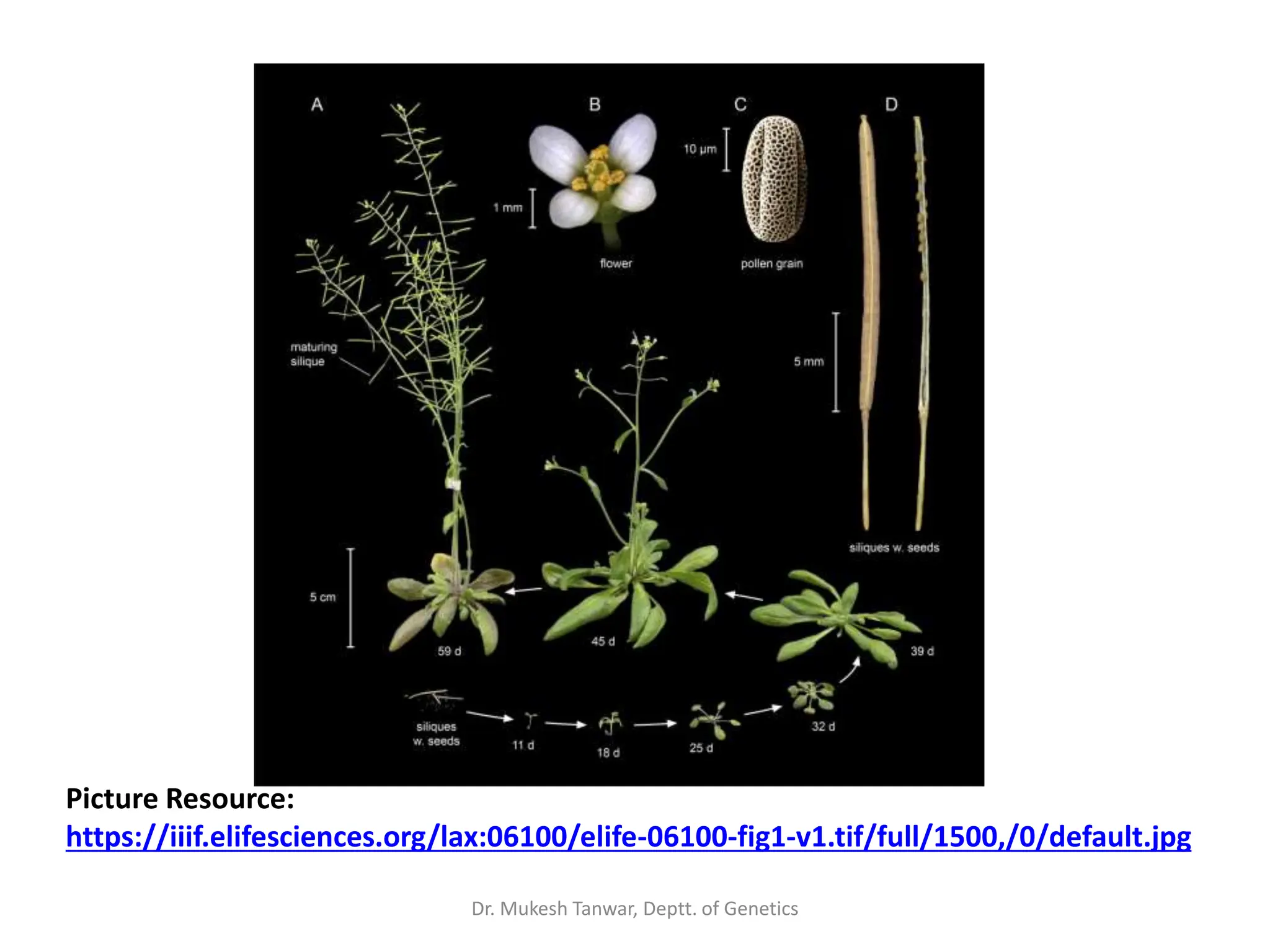 Life Cycles-Model Genetic Organisms Feb 2021.pptx