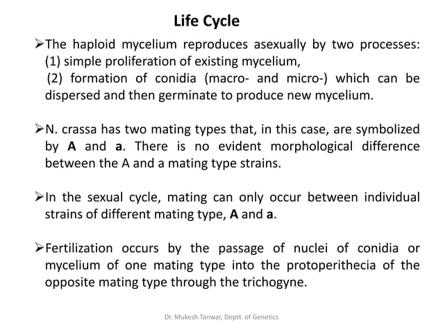 Life Cycles-Model Genetic Organisms Feb 2021.pptx