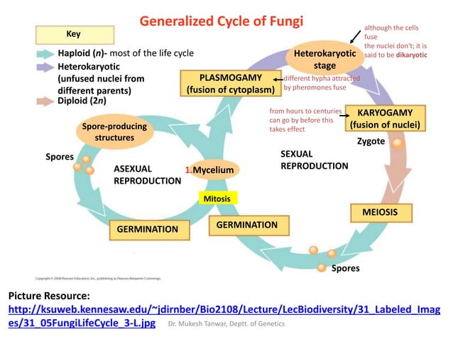Life Cycles-Model Genetic Organisms Feb 2021.pptx