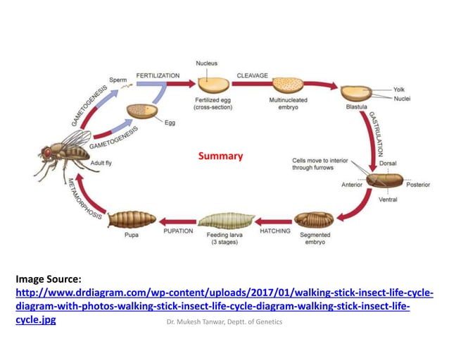 Life Cycles-Model Genetic Organisms Feb 2021.pptx