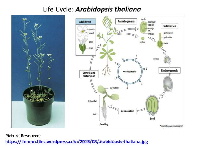 Life Cycles-Model Genetic Organisms Feb 2021.pptx