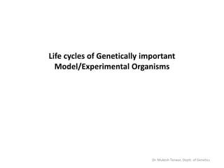 Life Cycles-Model Genetic Organisms Feb 2021.pptx