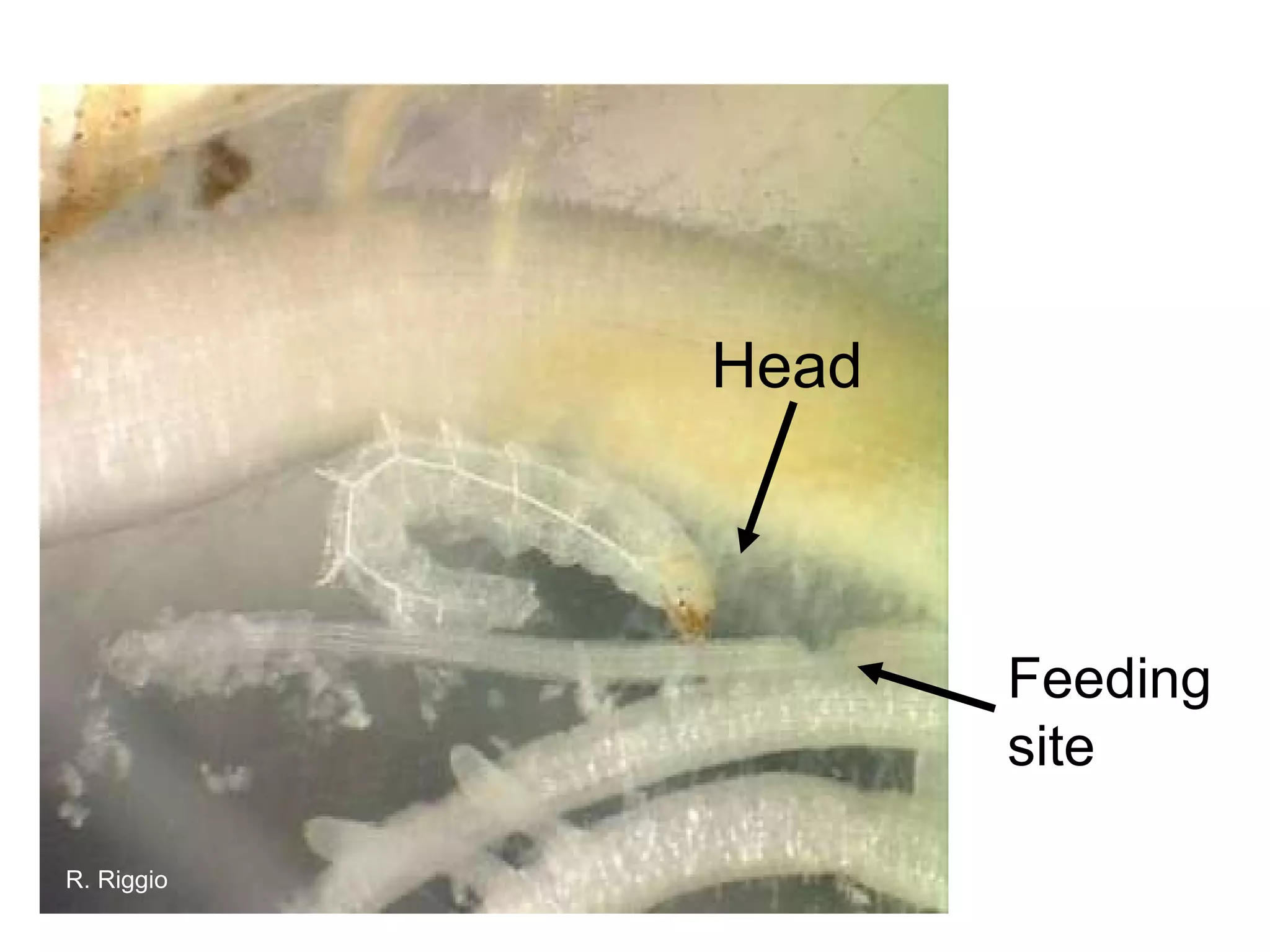 Lifecycles And Internal Anatomy Hummel | PPT