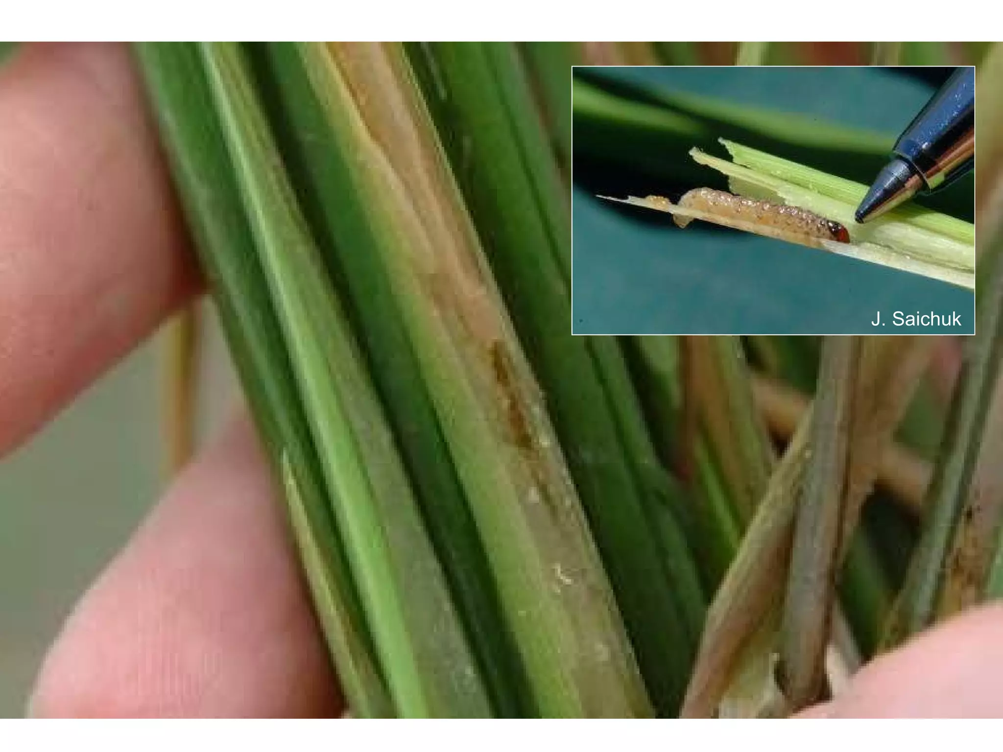 Lifecycles And Internal Anatomy Hummel | PPT