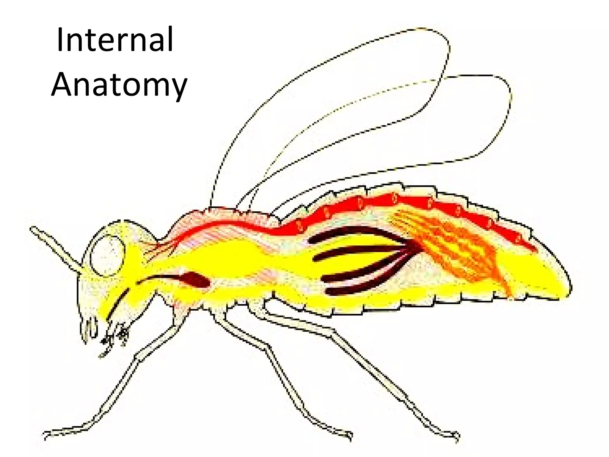 Lifecycles And Internal Anatomy Hummel | PPT