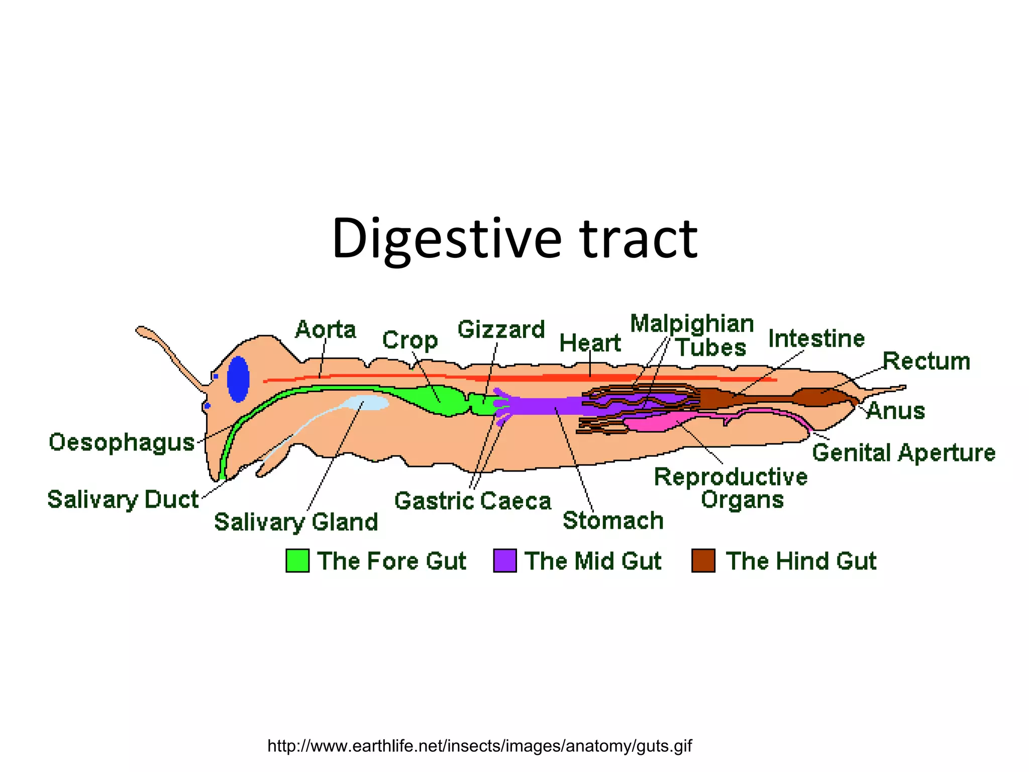 Lifecycles And Internal Anatomy Hummel | PPT
