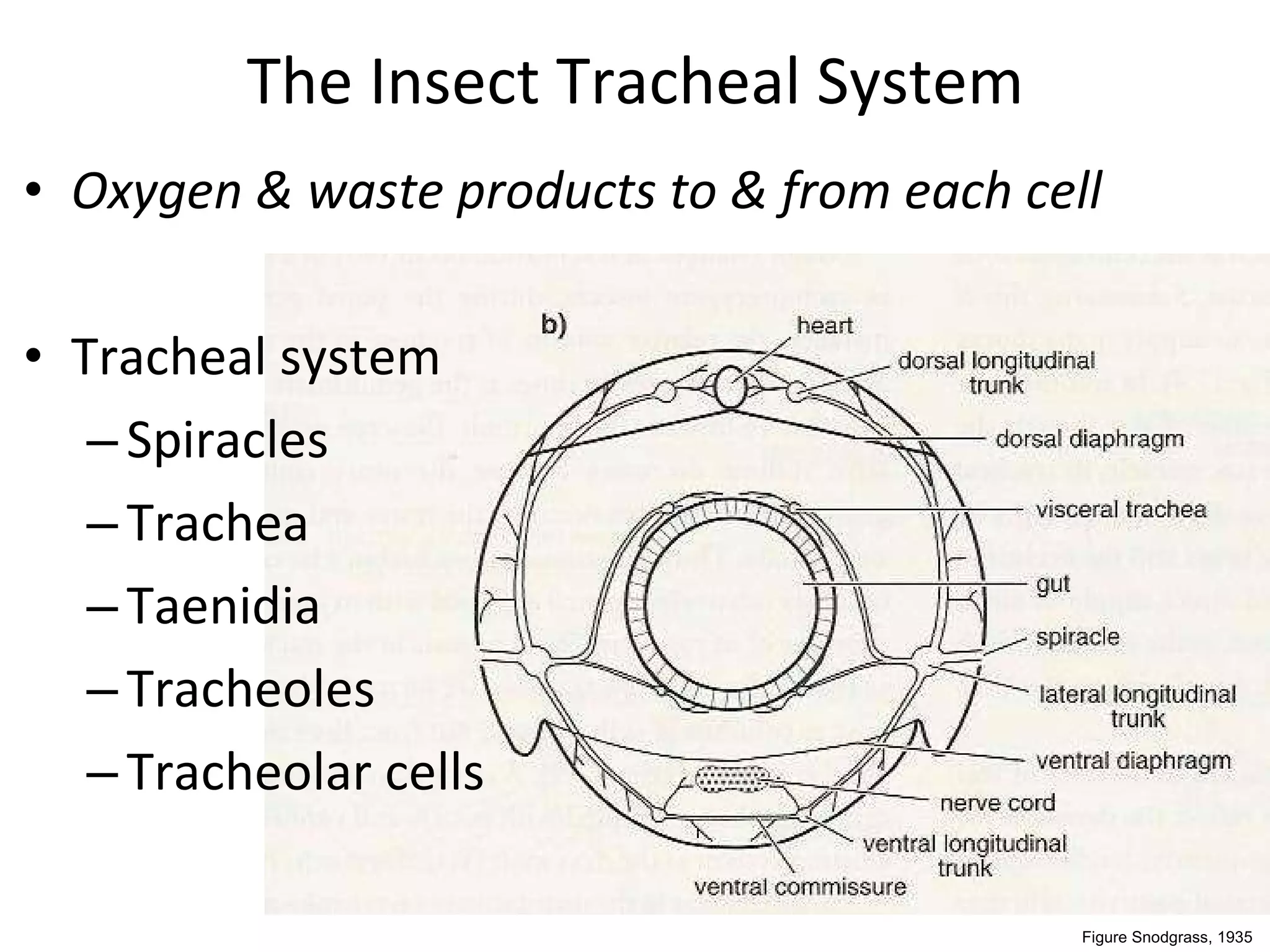 Lifecycles And Internal Anatomy Hummel | PPT