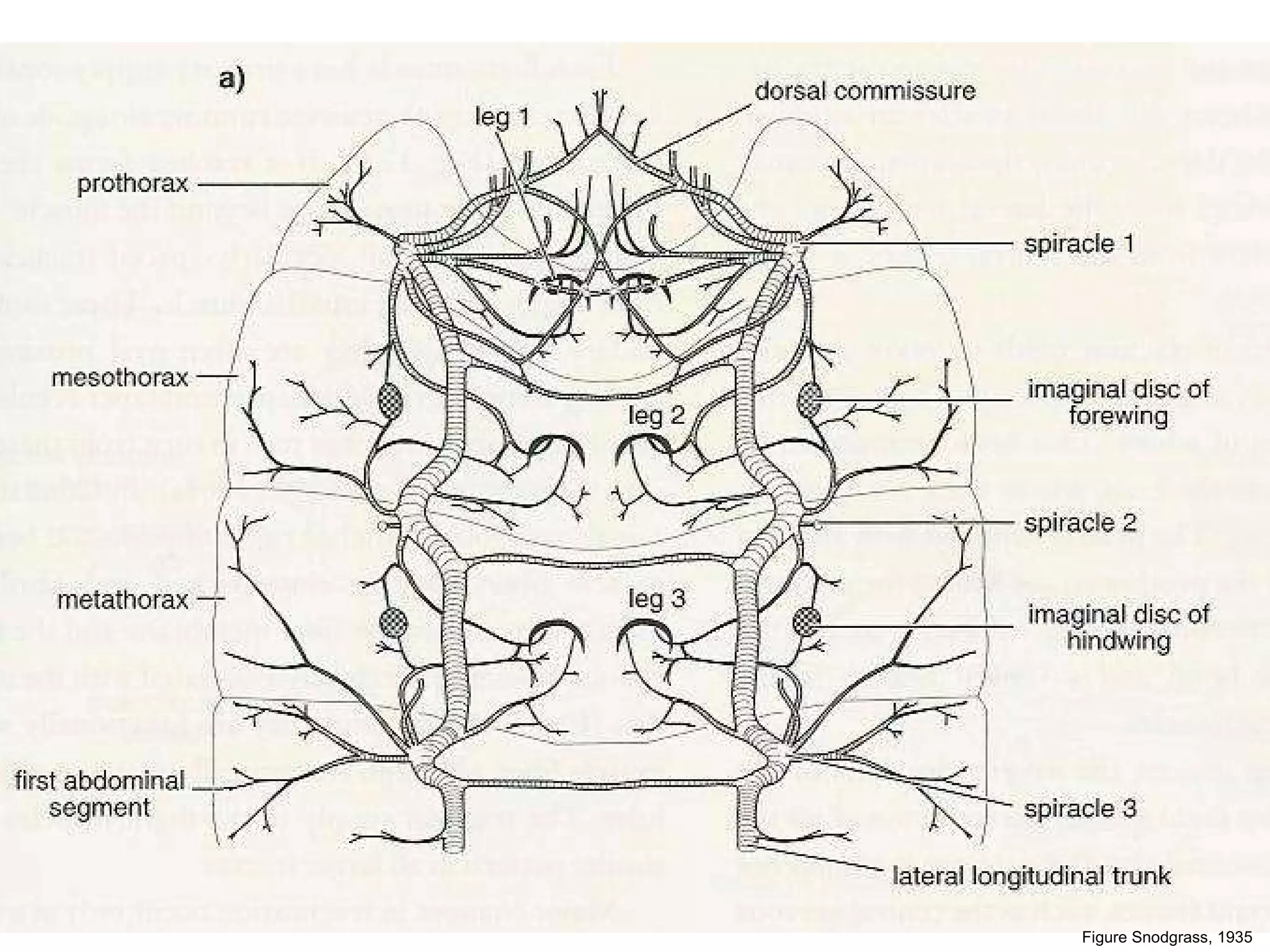 Lifecycles And Internal Anatomy Hummel | PPT