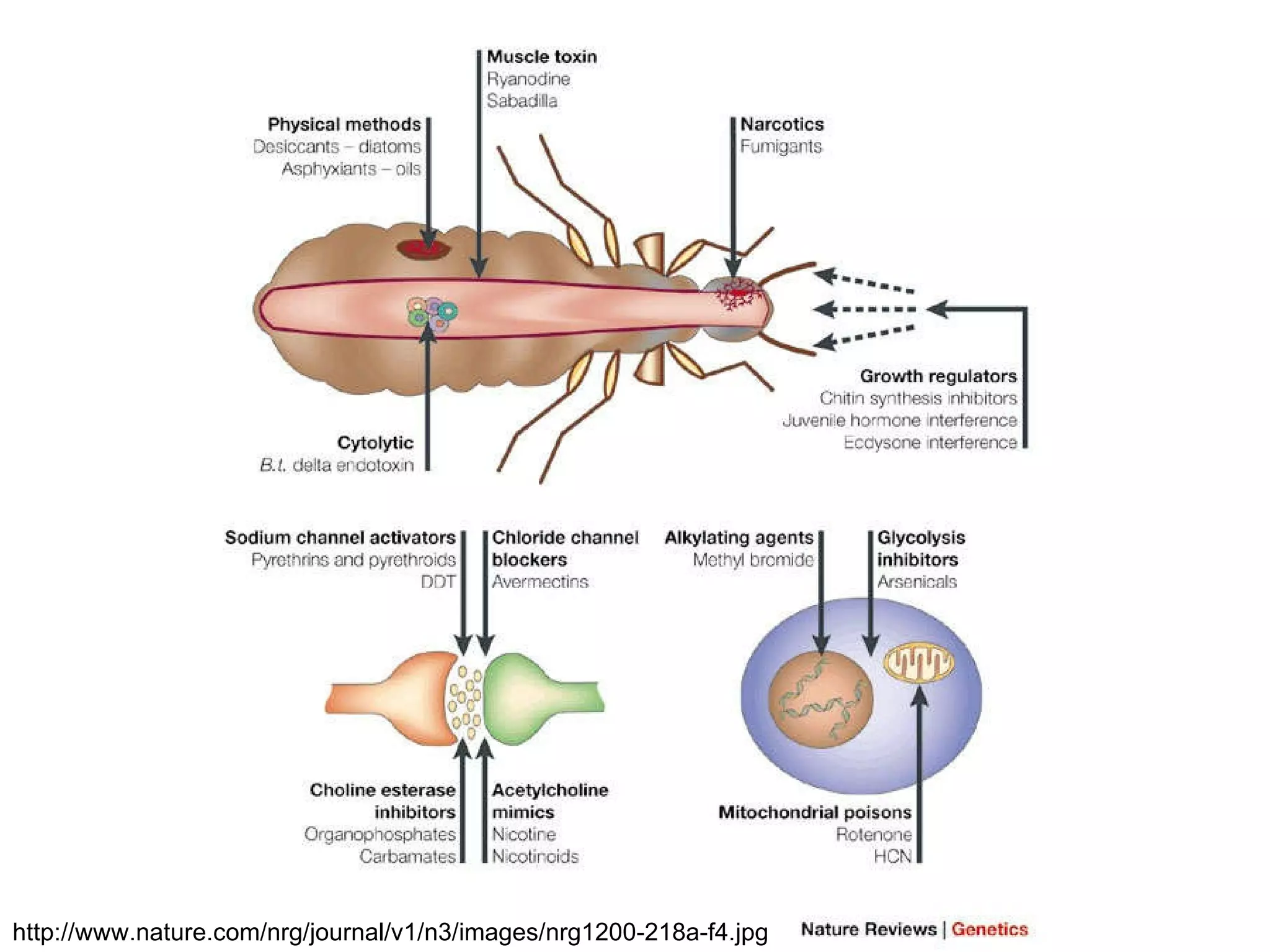Lifecycles And Internal Anatomy Hummel | PPT