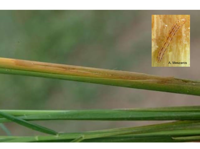 Lifecycles And Internal Anatomy Hummel | PPT