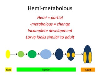 Lifecycles And Internal Anatomy Hummel | PPT