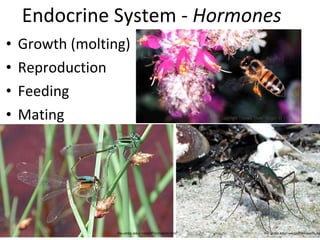 Lifecycles And Internal Anatomy Hummel | PPT