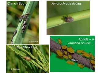 Lifecycles And Internal Anatomy Hummel | PPT