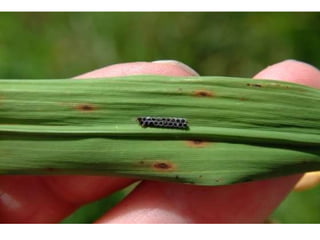 Lifecycles And Internal Anatomy Hummel | PPT