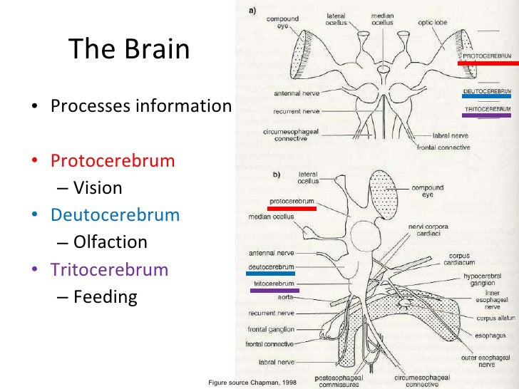 Lifecycles And Internal Anatomy Hummel