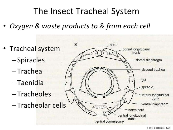 Lifecycles And Internal Anatomy Hummel