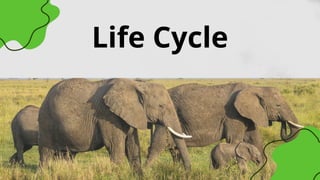 LIFE_CYCLE_SCIENCE_5 (plant and animals life cycle) | PPTX