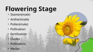 LIFE_CYCLE_SCIENCE_5 (plant and animals life cycle) | PPTX