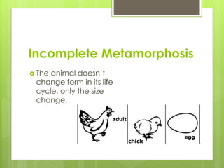 Life cycles g3 | PPTX