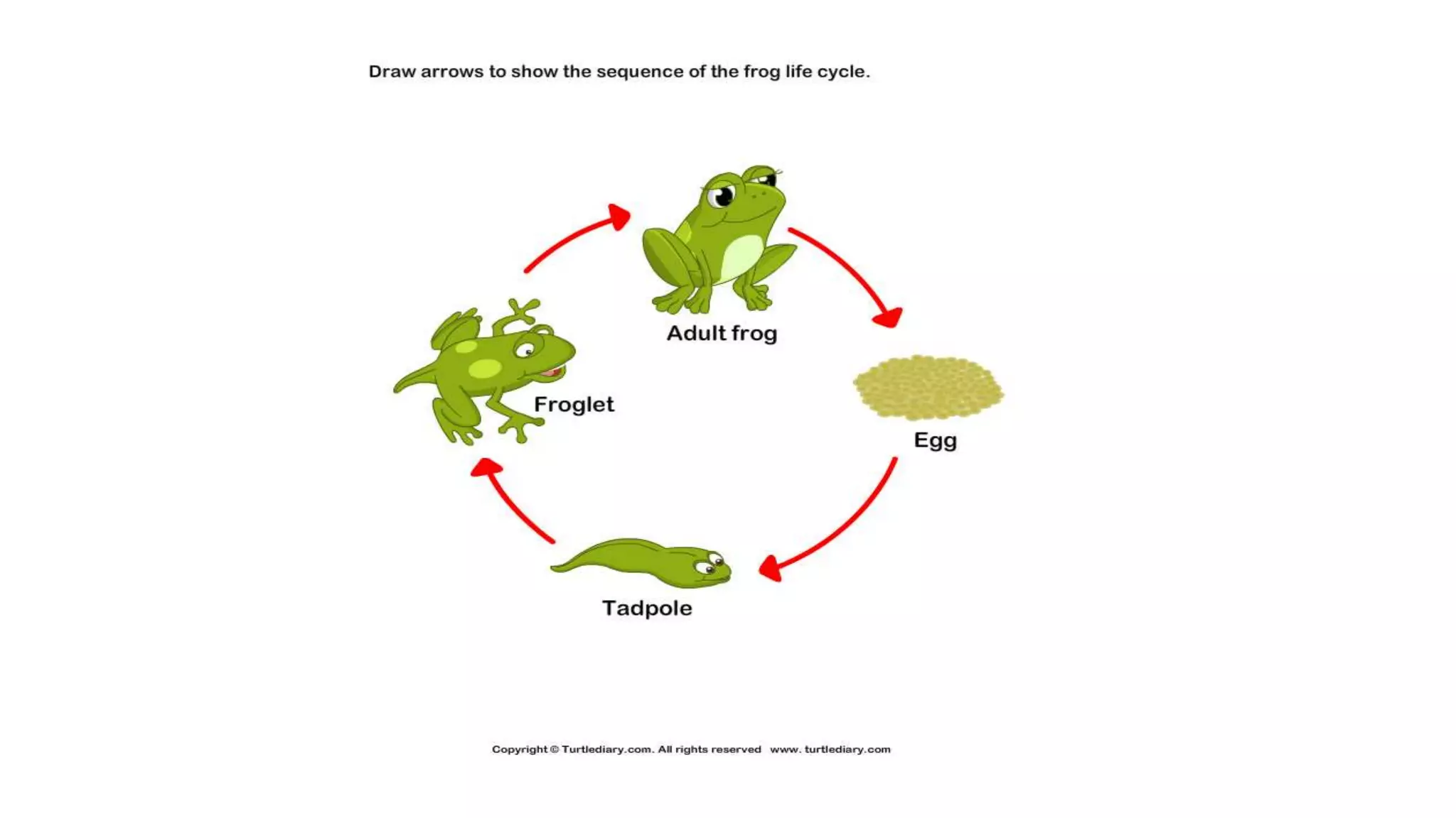 The life cycle | PPT