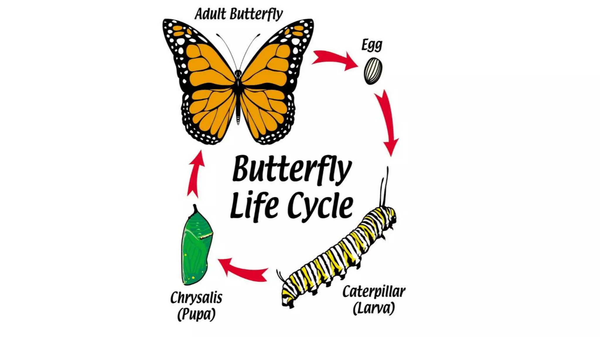 The life cycle | PPT