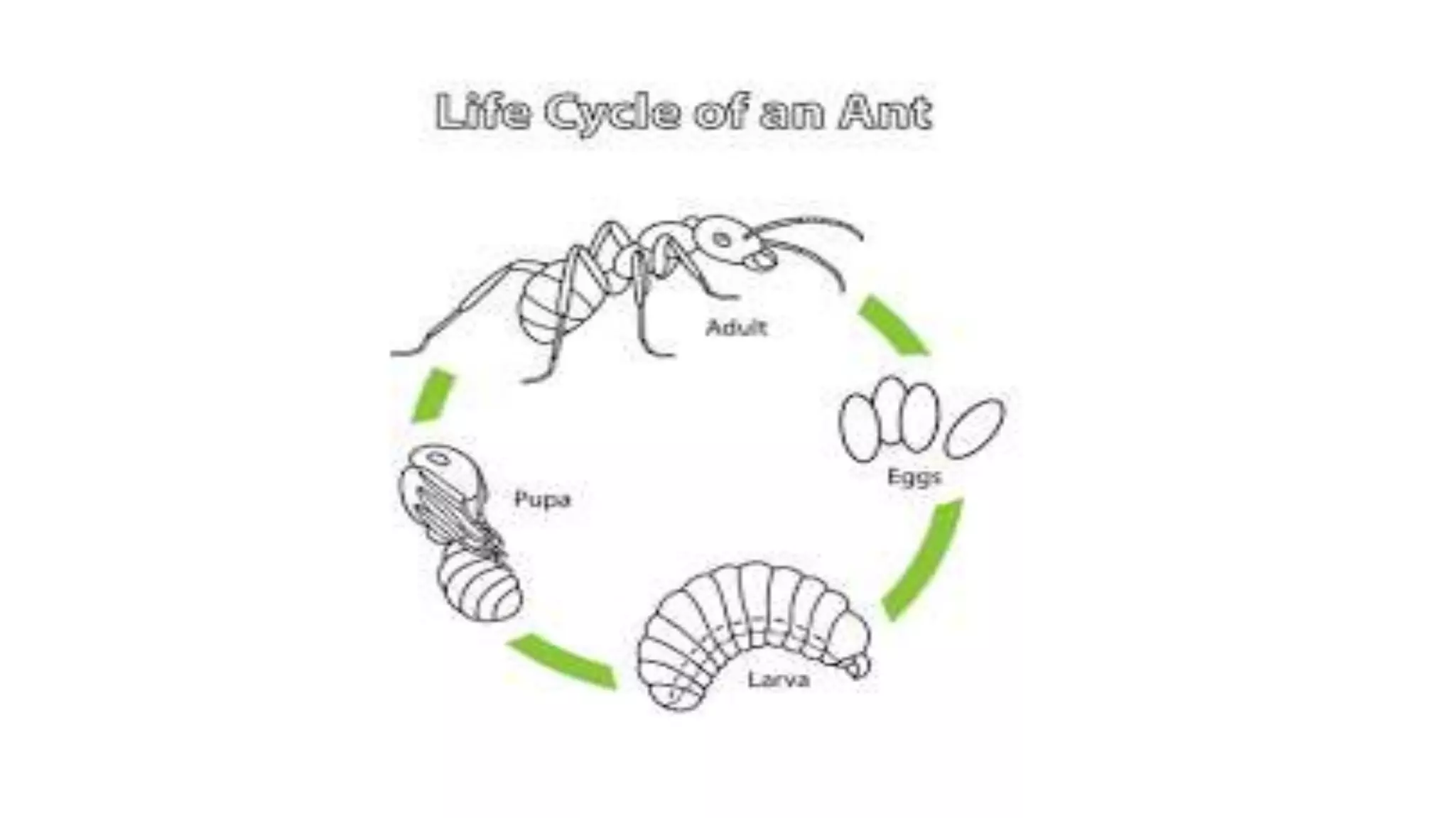 The life cycle | PPTX