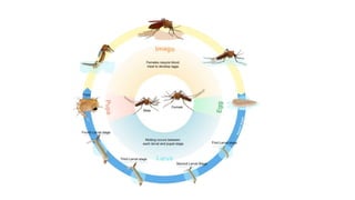 The life cycle | PPT