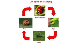 The life cycle | PPT
