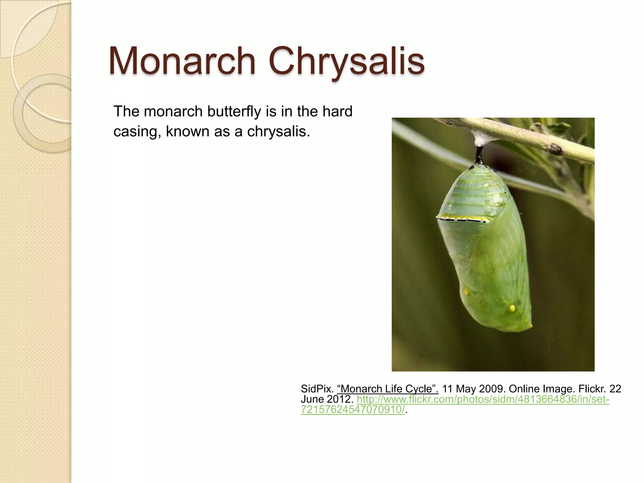 Life cycles of a monarch butterfly | PPT