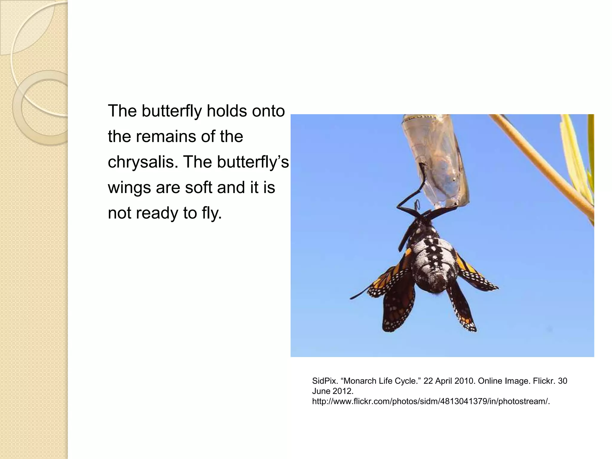 Life cycles of a monarch butterfly | PPT