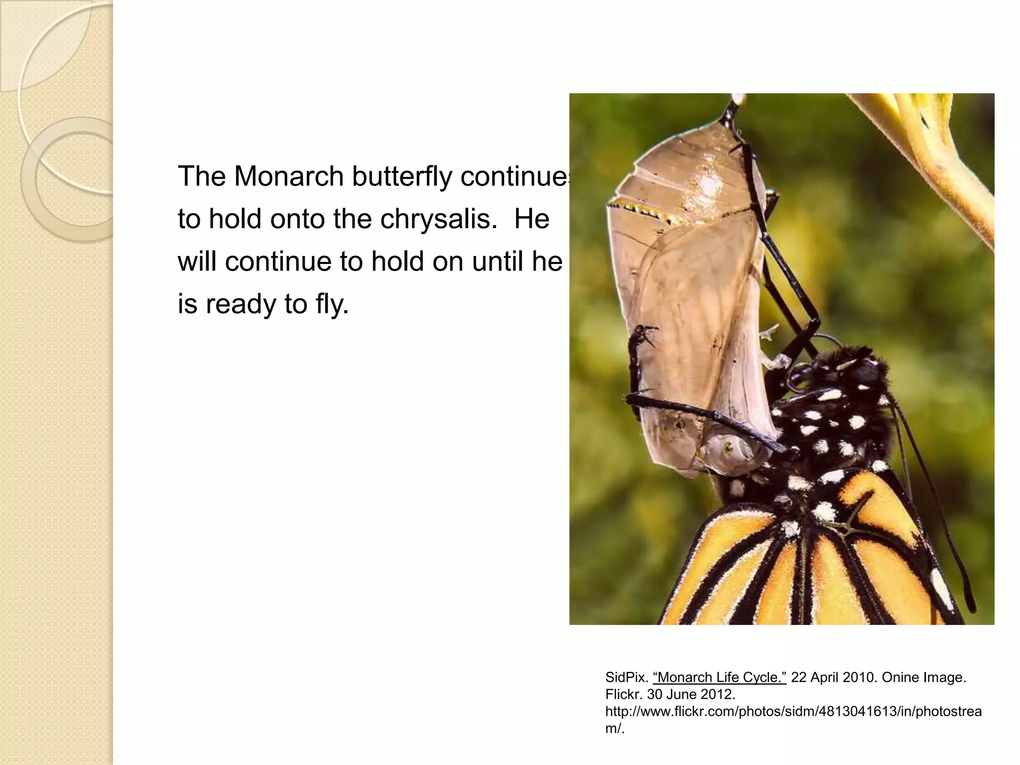 Life cycles of a monarch butterfly | PPT