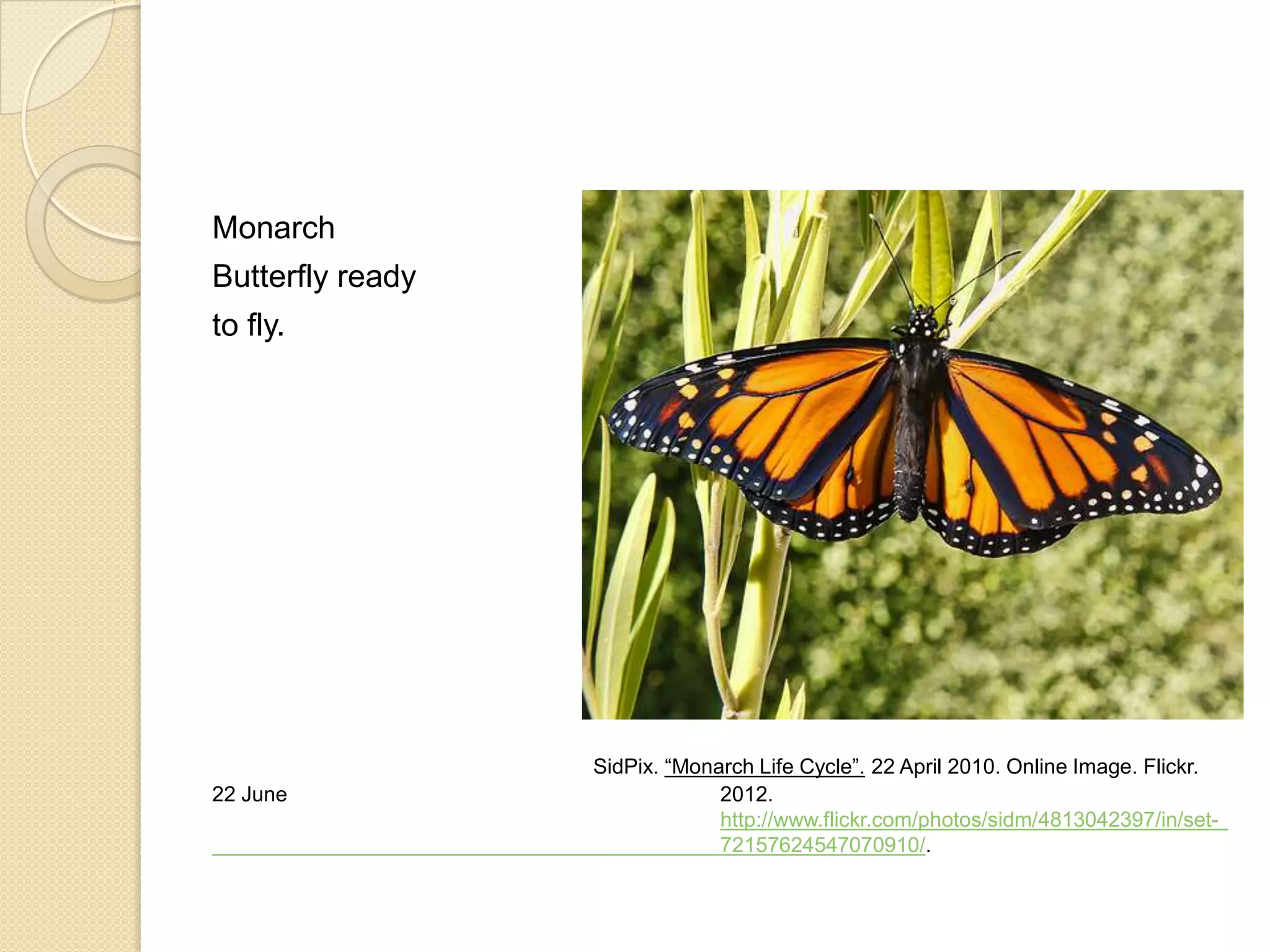 Life cycles of a monarch butterfly | PPT
