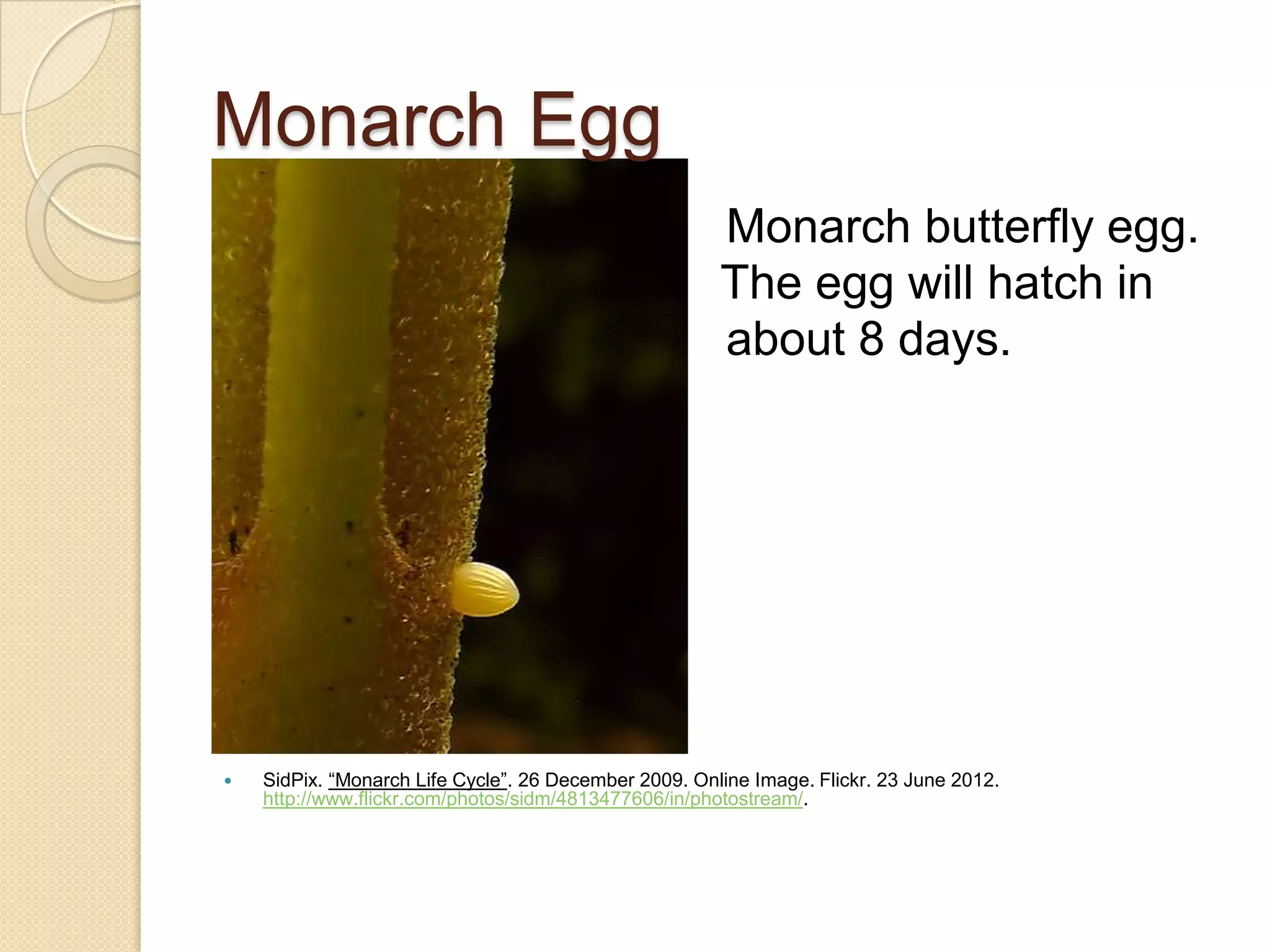 Life cycles of a monarch butterfly | PPT