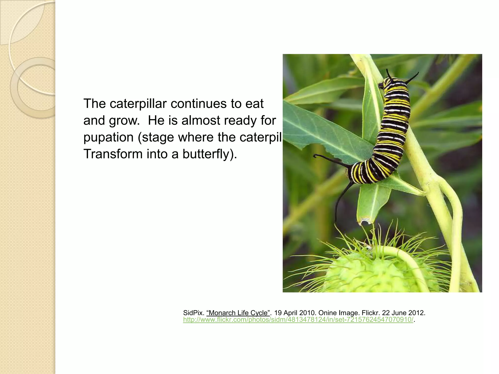 Life cycles of a monarch butterfly | PPT