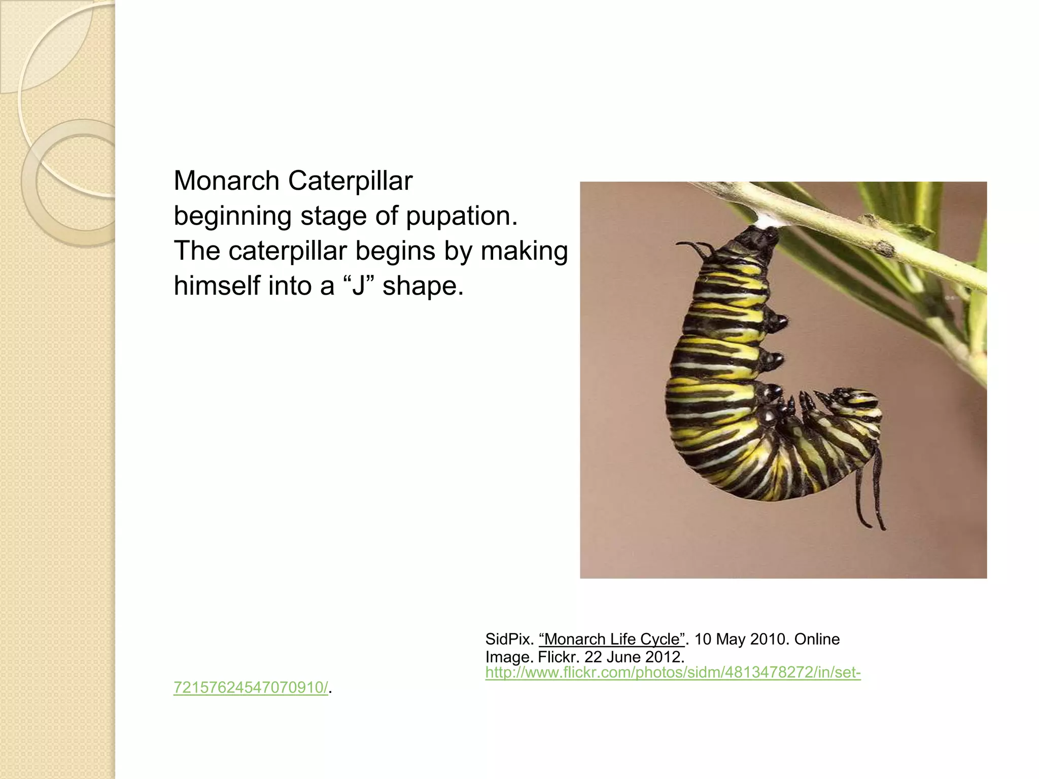 Life cycles of a monarch butterfly | PPT