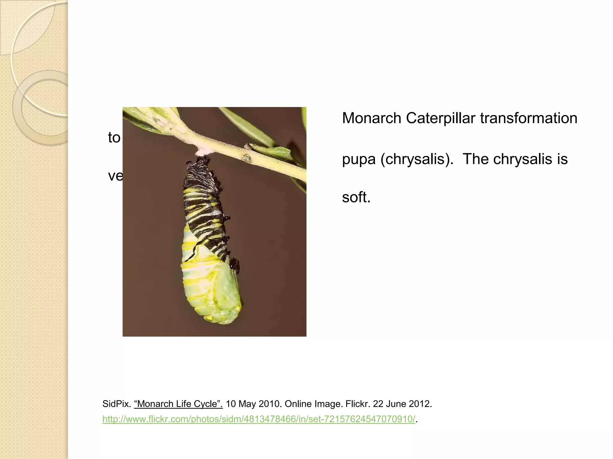 Life cycles of a monarch butterfly | PPT