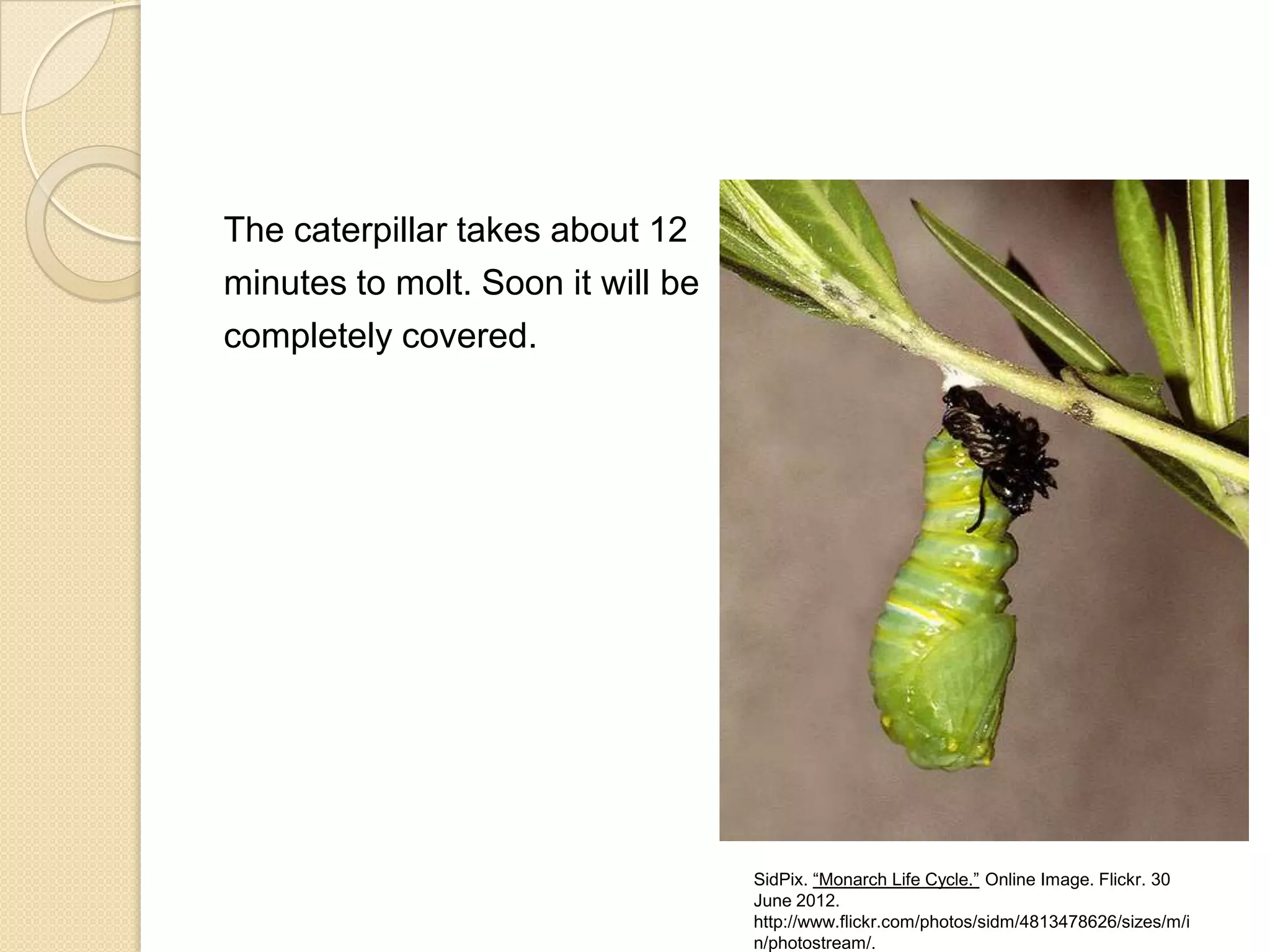 Life cycles of a monarch butterfly | PPT